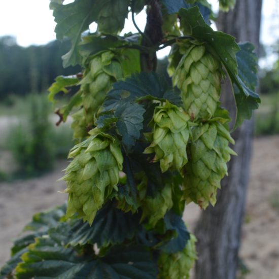Our Hops - Great Canadian Hops